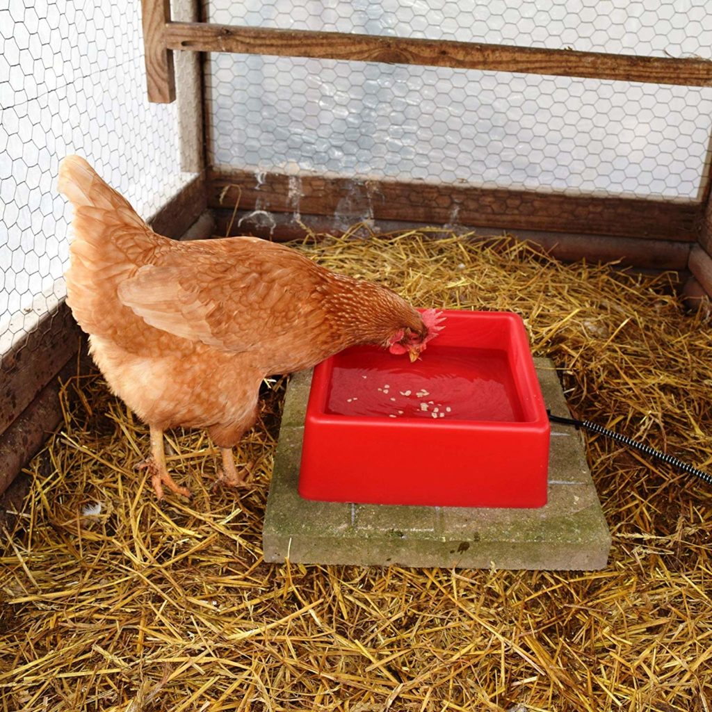 🏅The 5 Best Heated Chicken Waterers Review 2025 - March